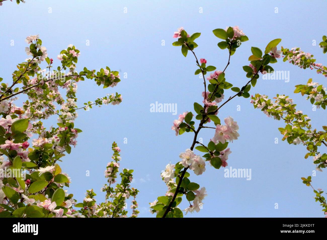 The seasonal Malus spectabilis branches in the sky background Stock ...