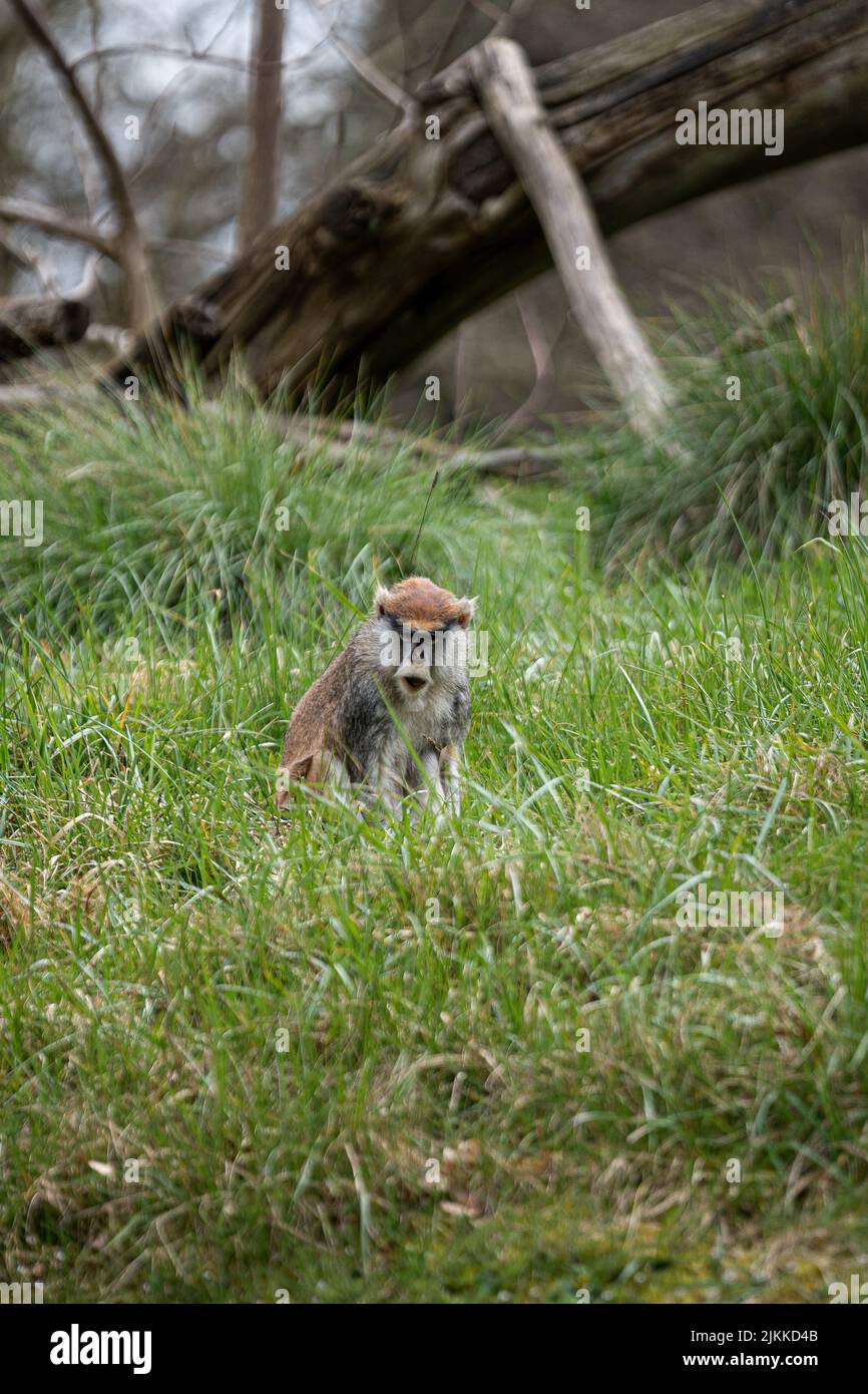 A vertical shot of a common patas monkey sitting in the grass Stock ...