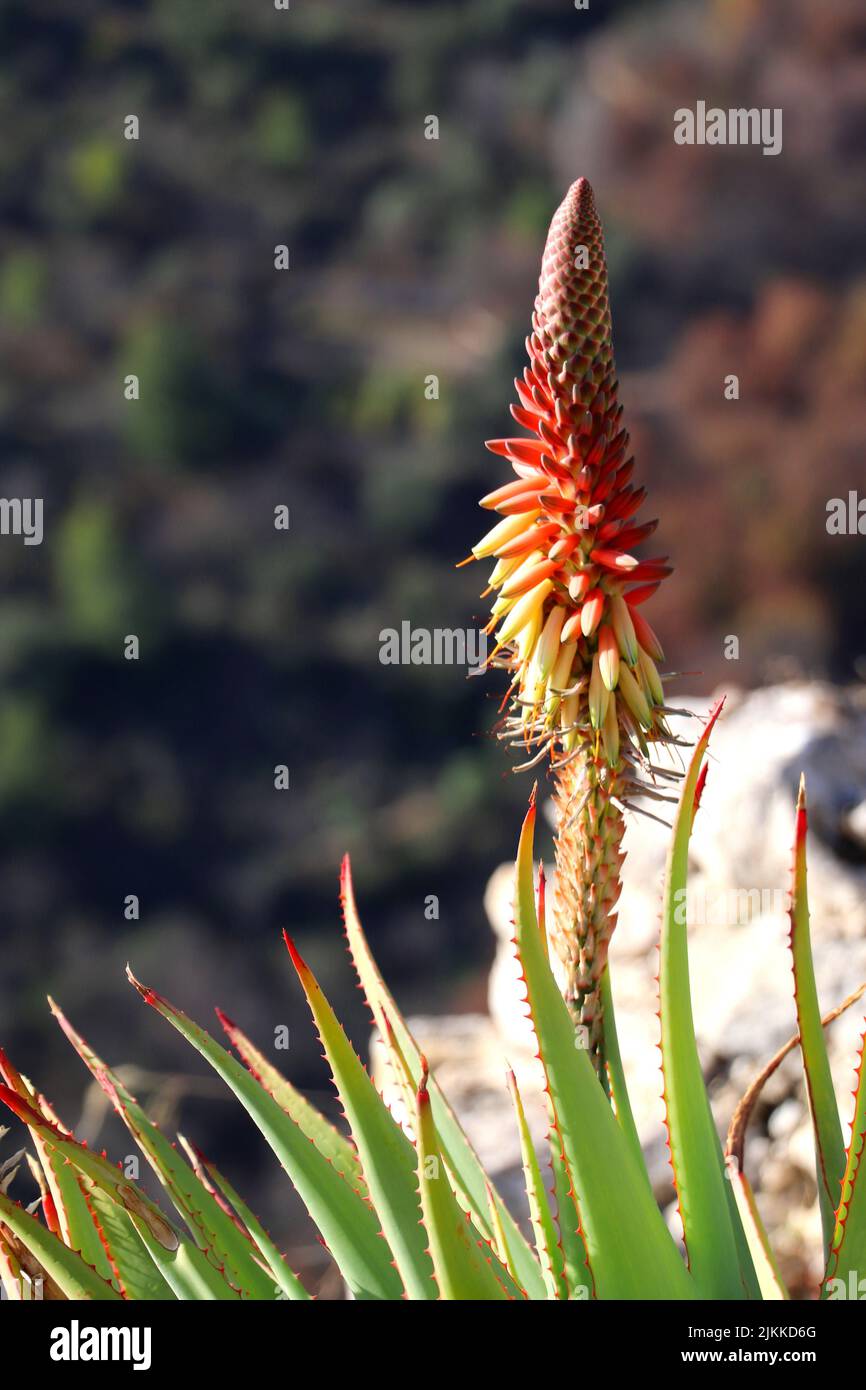 Candelabra aloe hi-res stock photography and images - Alamy