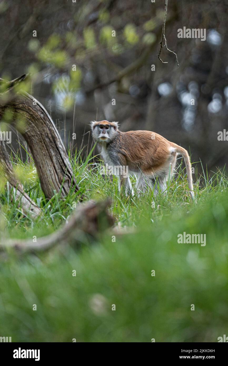 Common patas monkey hi-res stock photography and images - Alamy