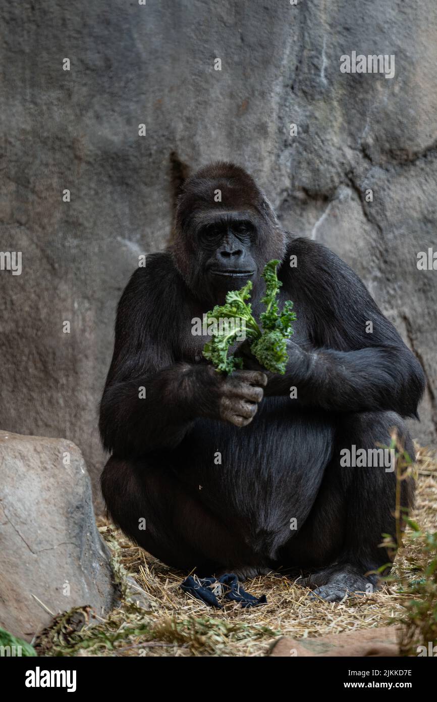 A vertical shot of an adult gorilla eating greenery Stock Photo - Alamy