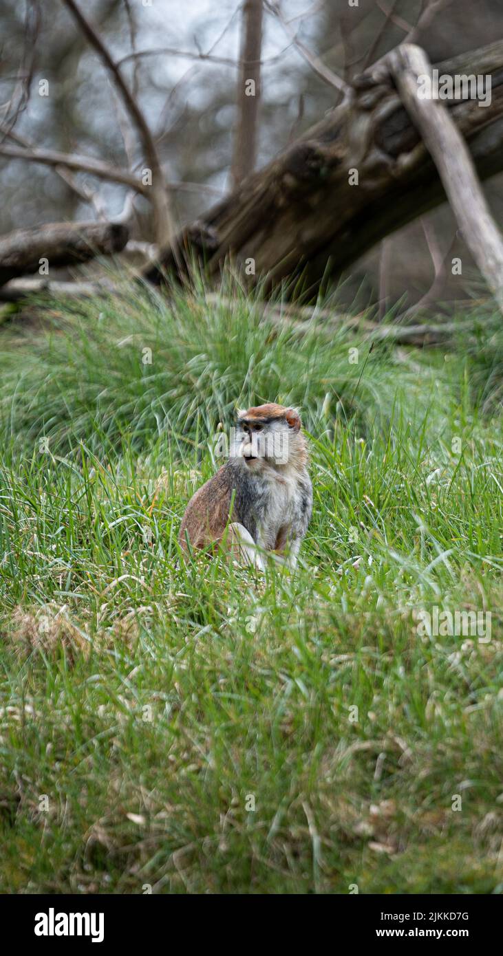 Common patas monkey hi-res stock photography and images - Alamy