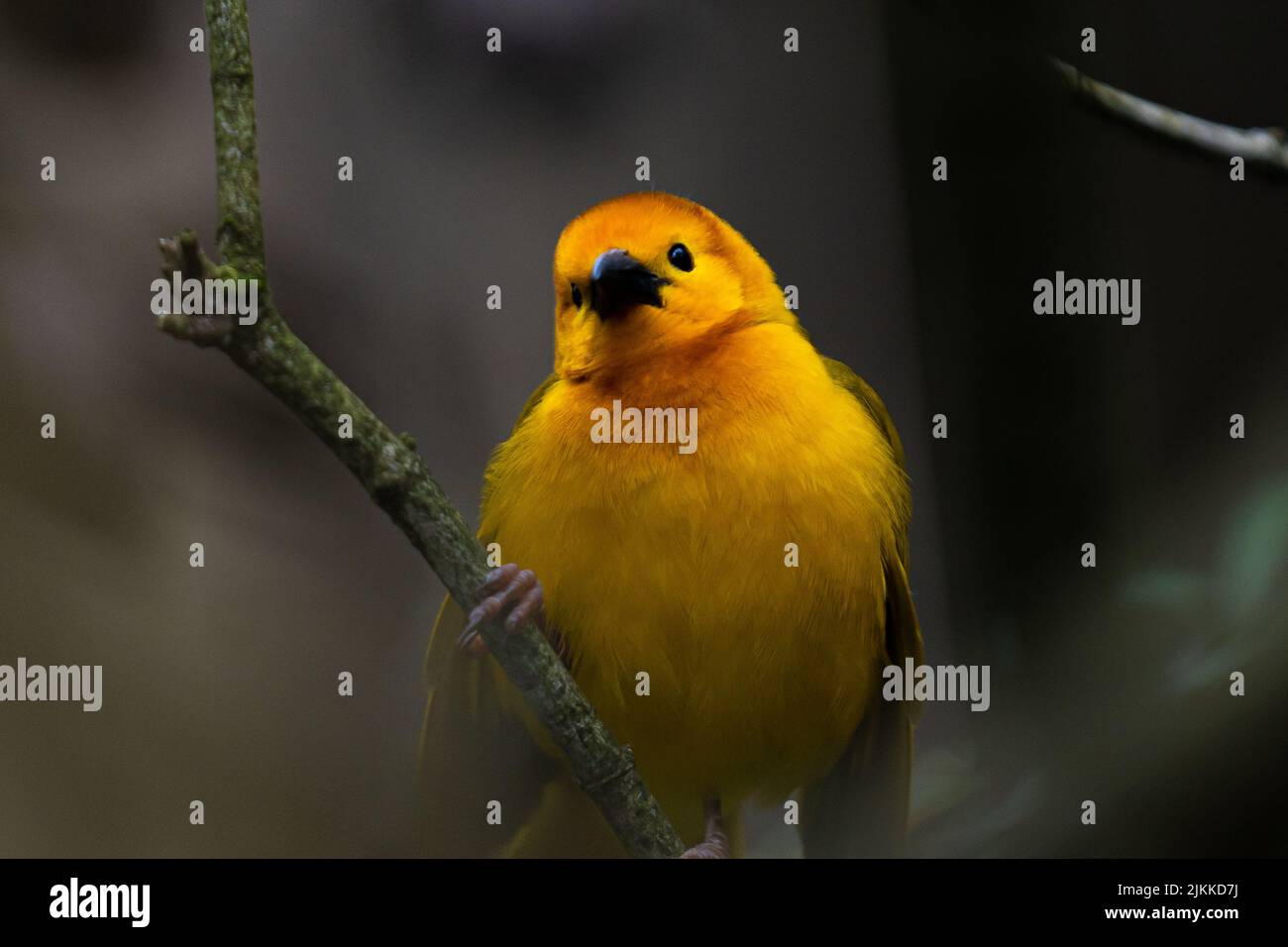 A shallow focus shot of an eastern golden weaver perched on a branch ...