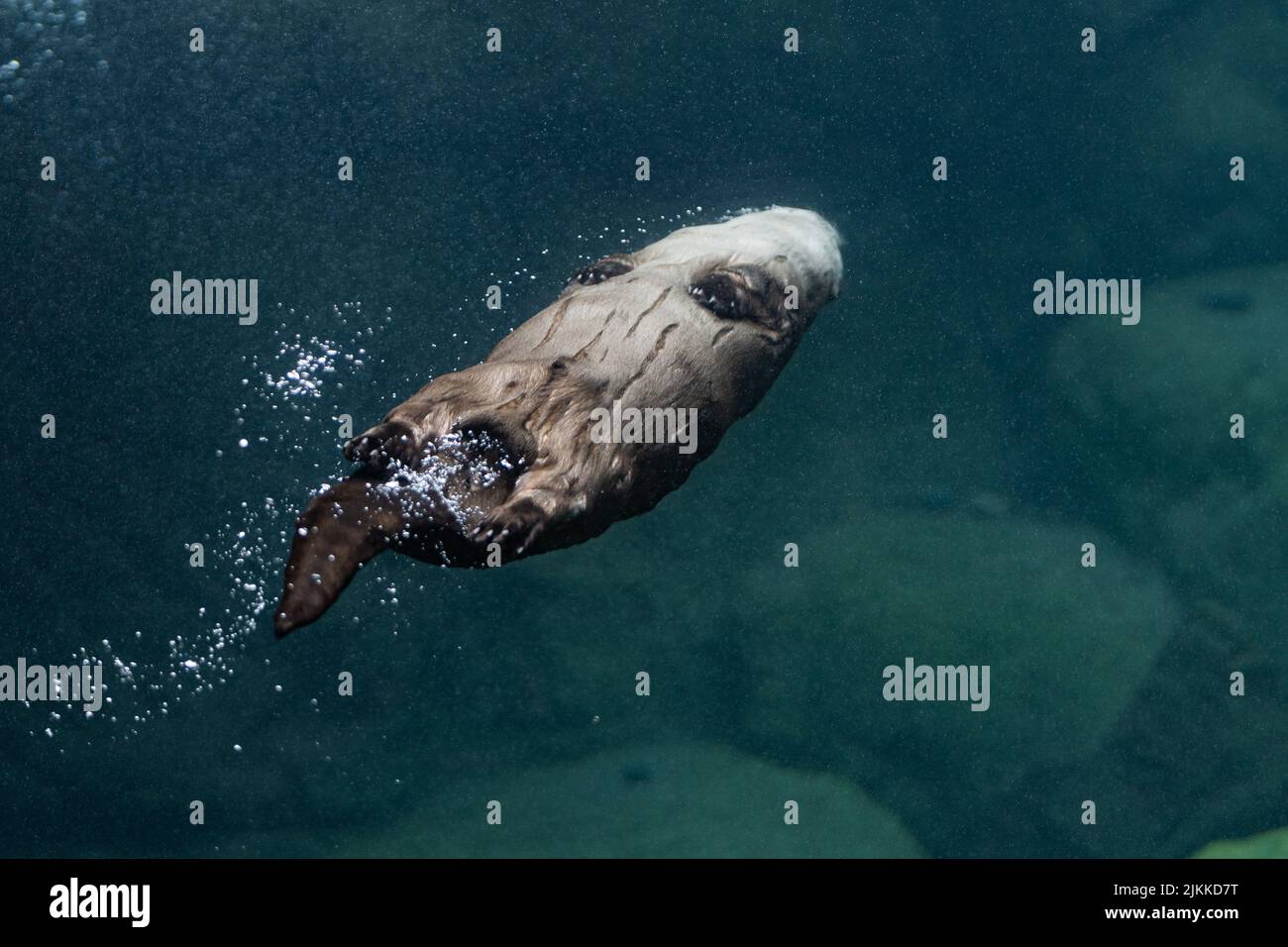 Swimming on the back hi-res stock photography and images - Alamy