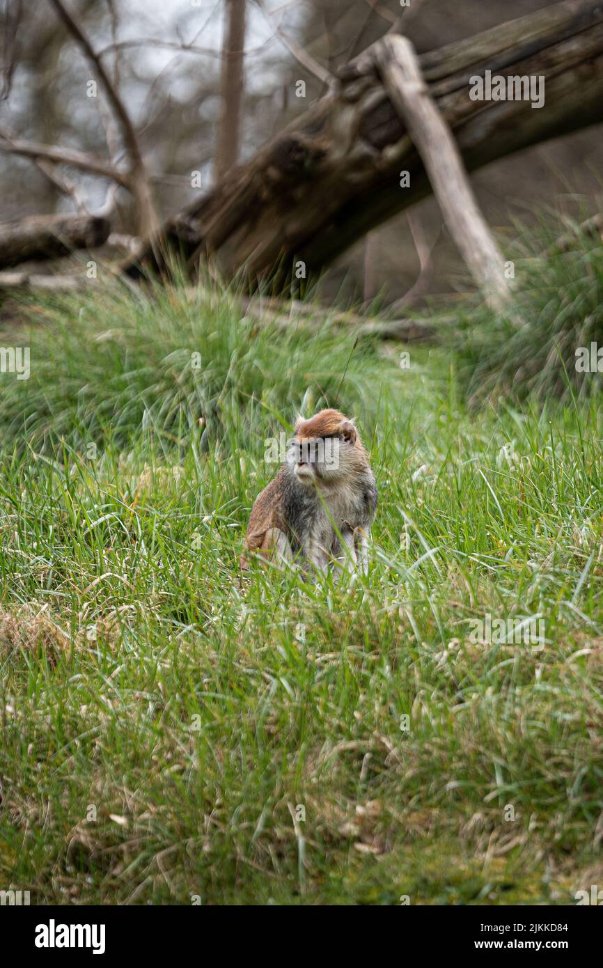 Common patas monkey hi-res stock photography and images - Alamy