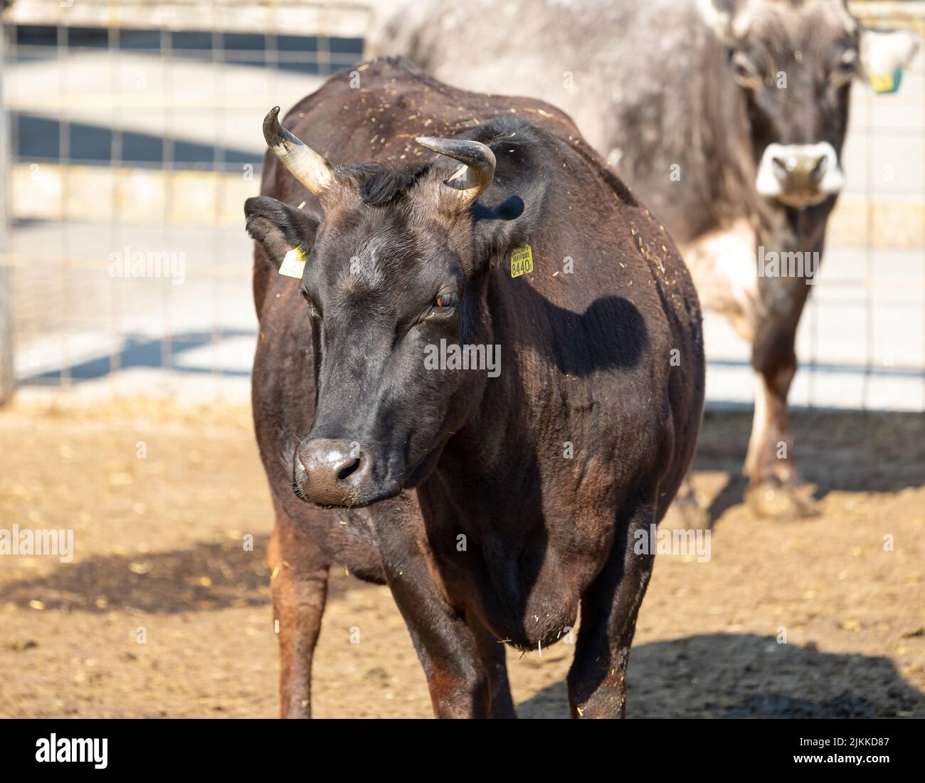 Japanese cattle hi-res stock photography and images - Alamy