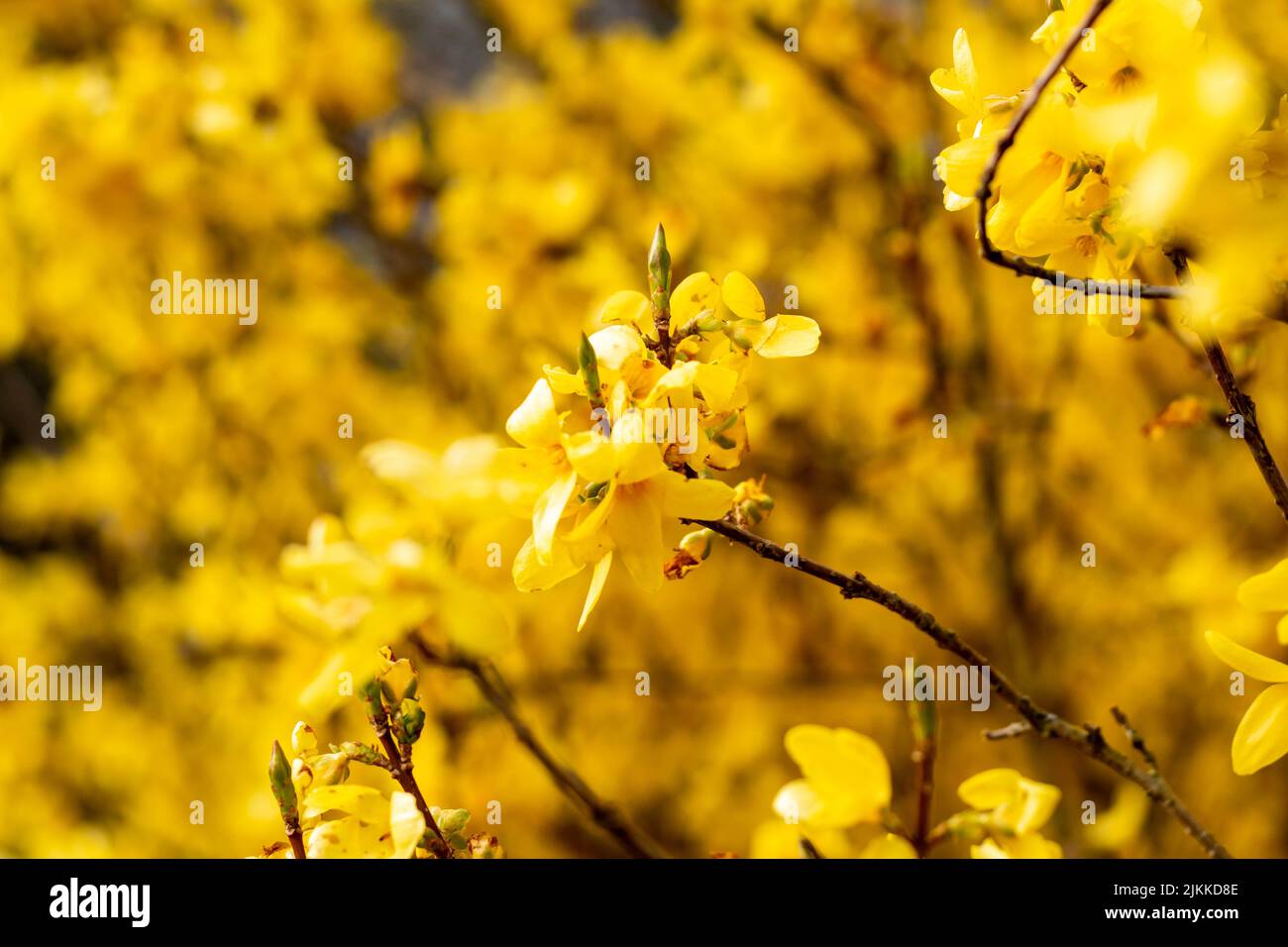 Korean goldenbell tree hi-res stock photography and images - Alamy