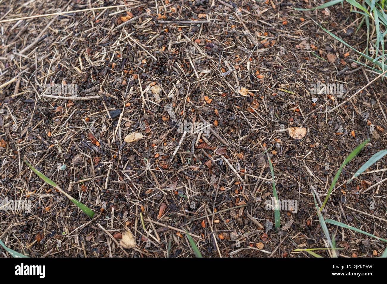 A closeup shot of soil with plants and small sticks in it Stock Photo ...
