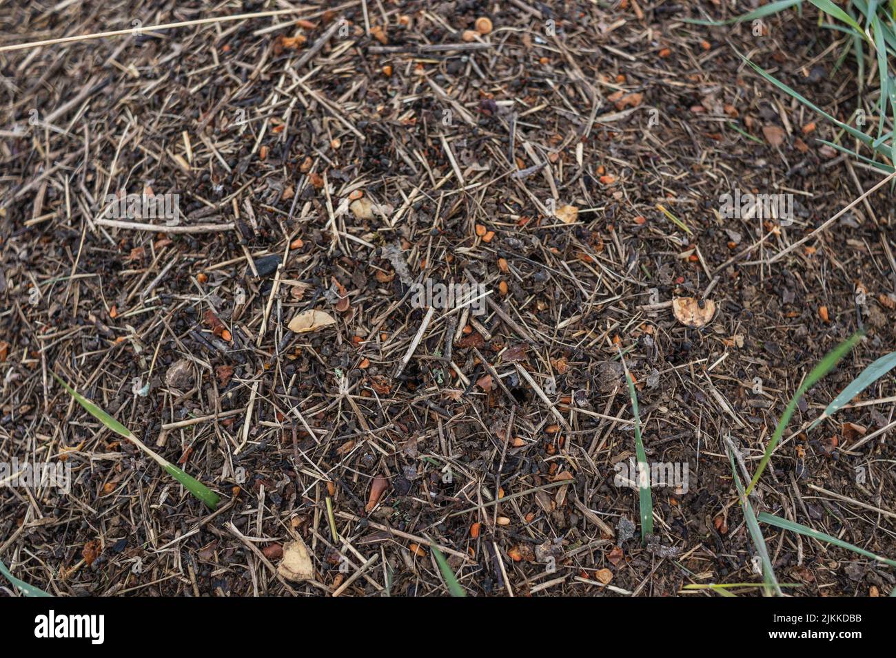 Wild red ants build anthill hi-res stock photography and images - Alamy