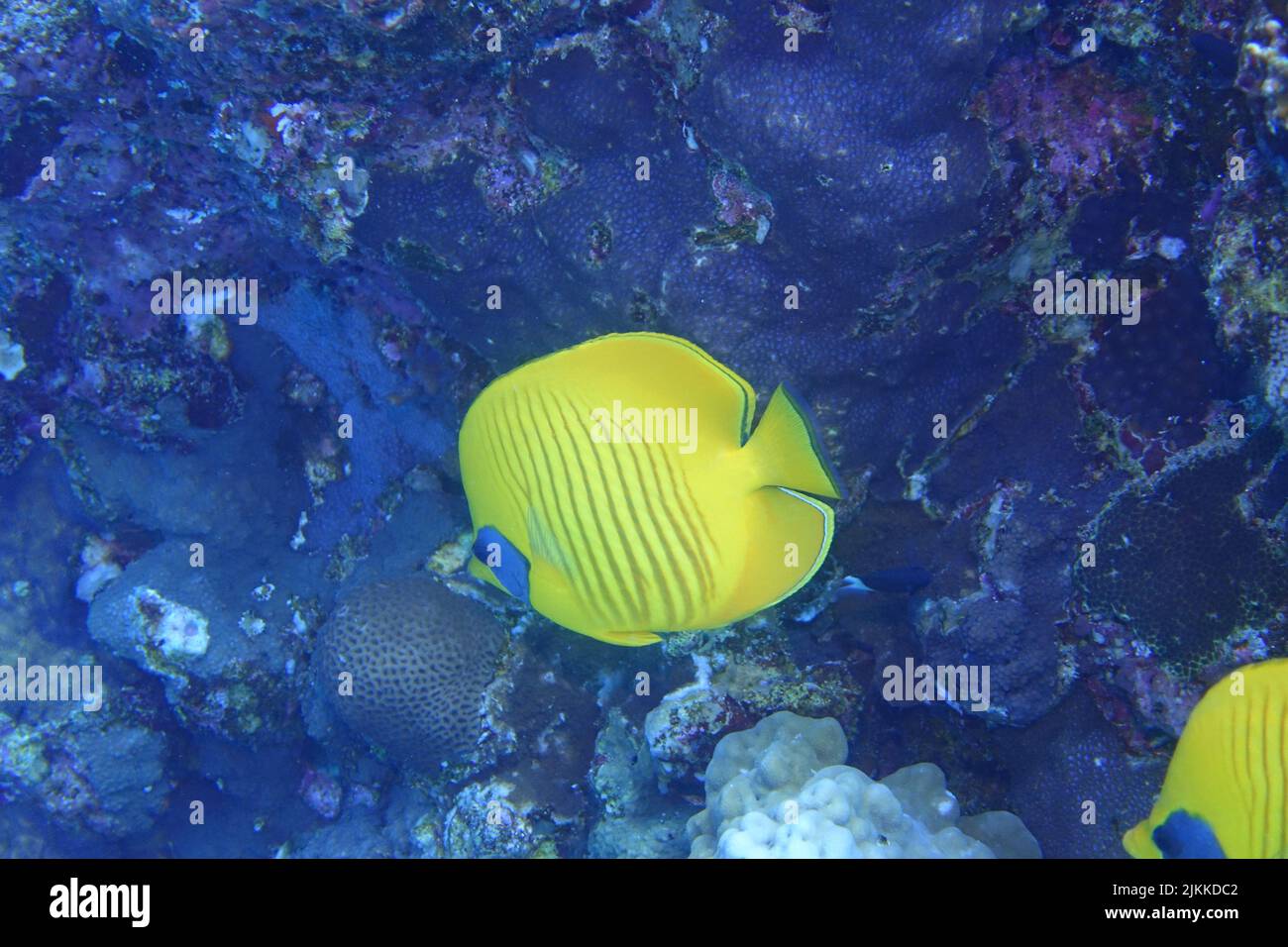 An Angel Fish swimming in the Red sea Egypt Stock Photo - Alamy