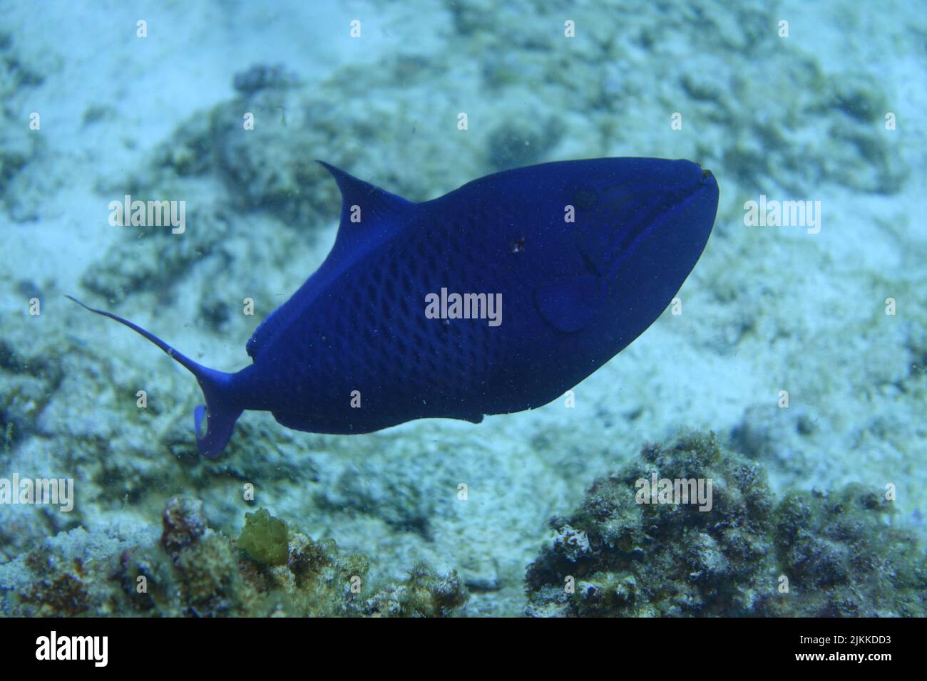 a close up shot of Redtoothed trigger blue fish in deep of the ocean ...