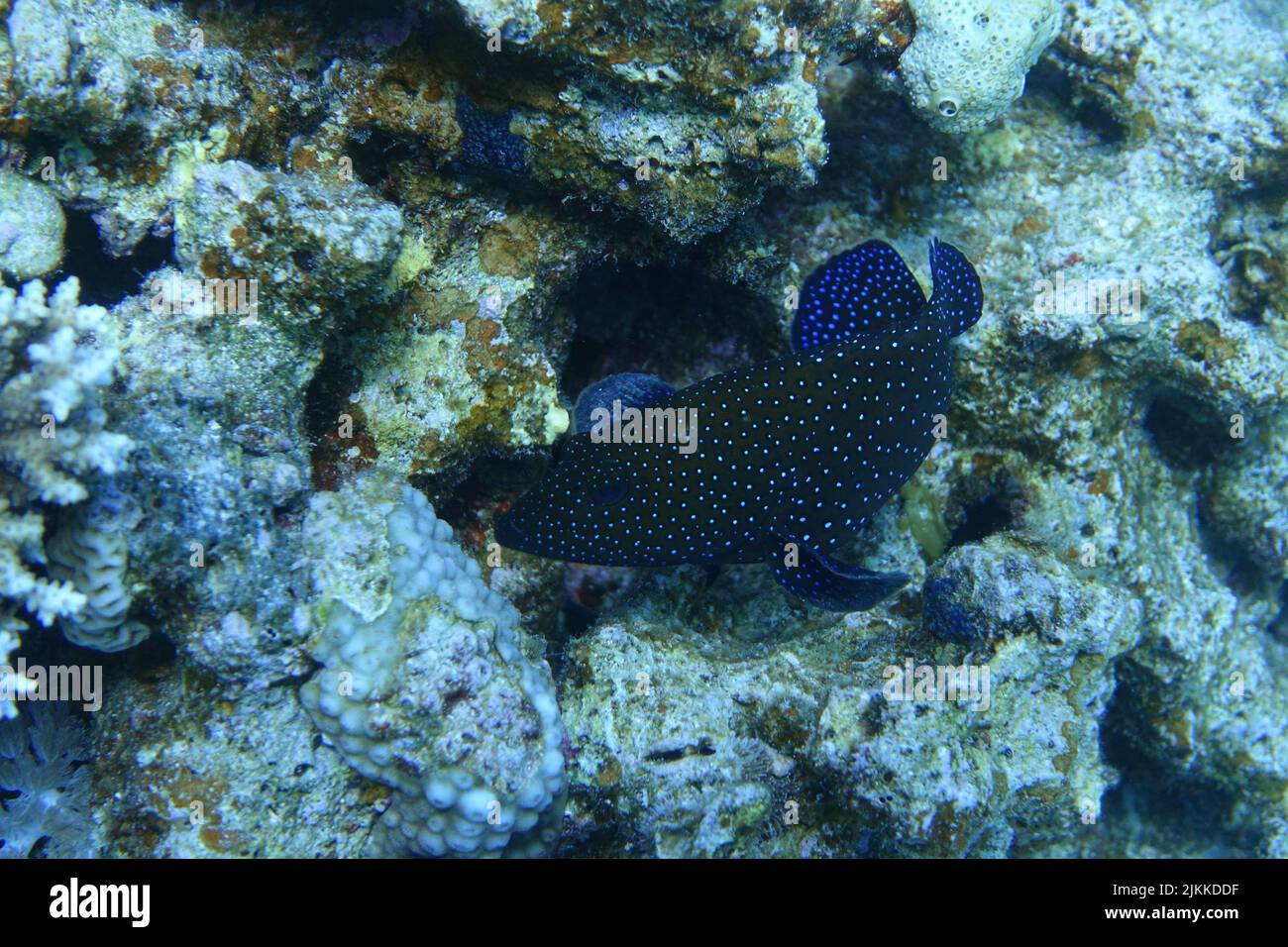 a beautiful shot of Peacock hind blue spot fish in Egypt Stock Photo ...