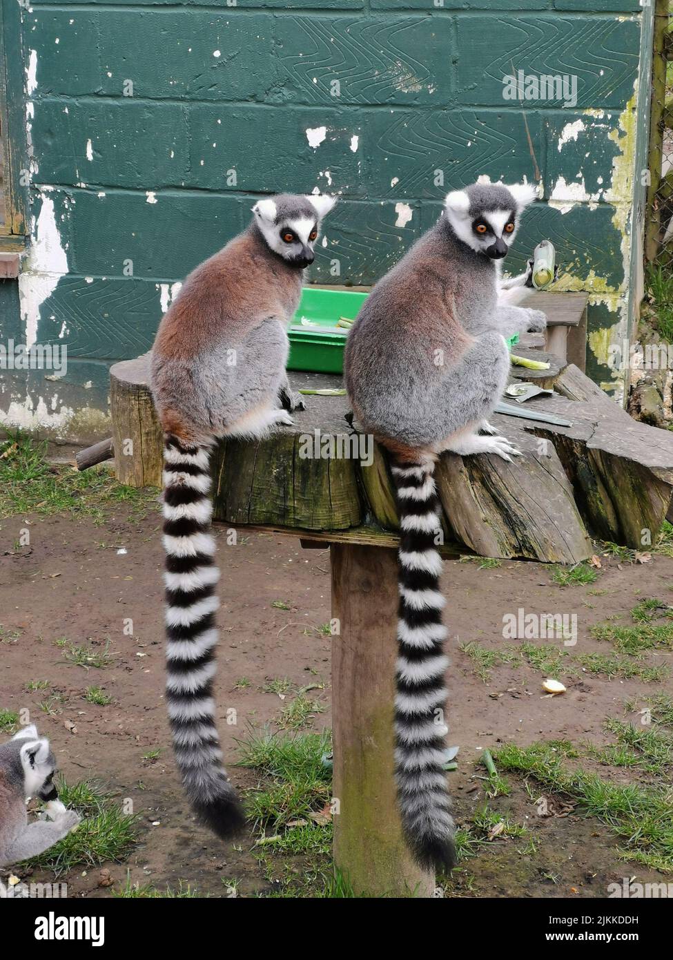 The two ring-tailed lemurs (Lemur catta) at Wingham Wildlife Park, England Stock Photo - Alamy