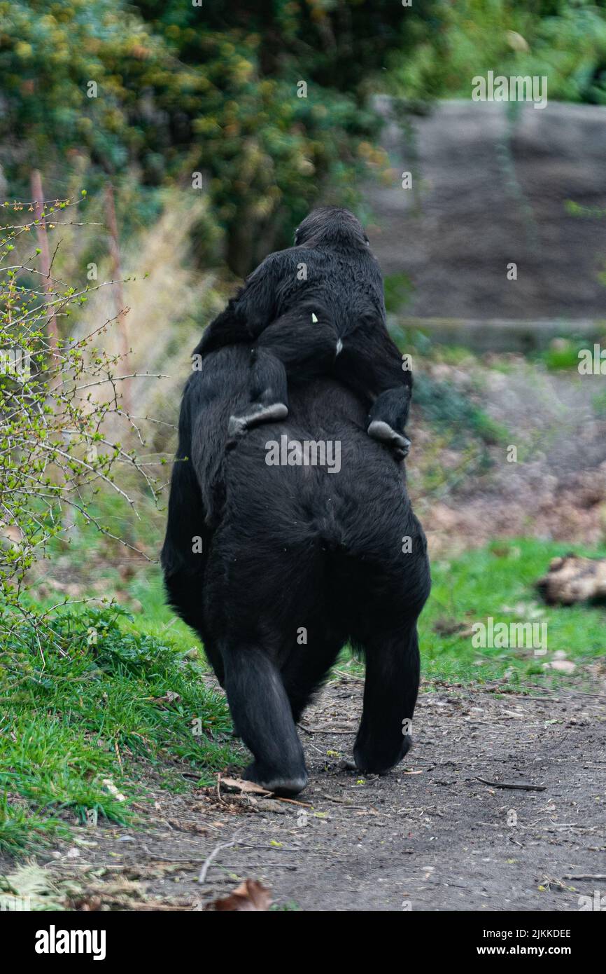 Gorilla on back hi-res stock photography and images - Alamy