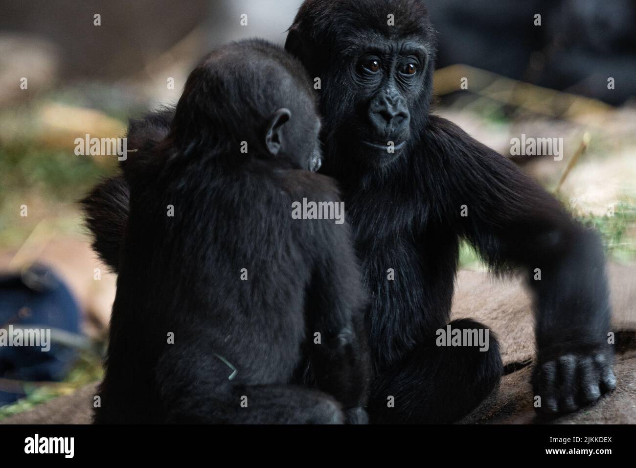 Two gorillas hi-res stock photography and images - Alamy