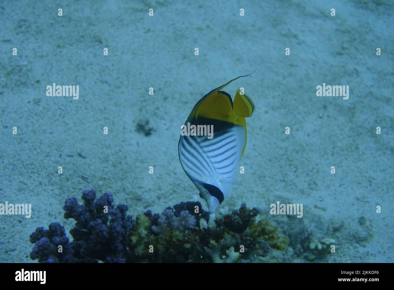 a close up shot of Threadfin butterflyfish in the ocean Stock Photo - Alamy