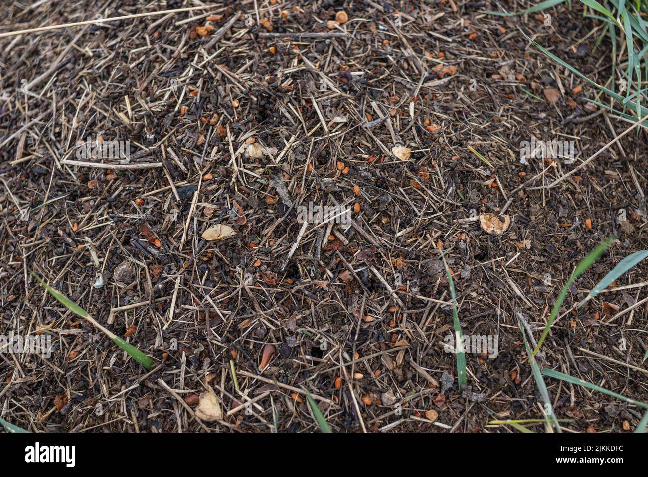 Dry branches on ground hi-res stock photography and images - Alamy