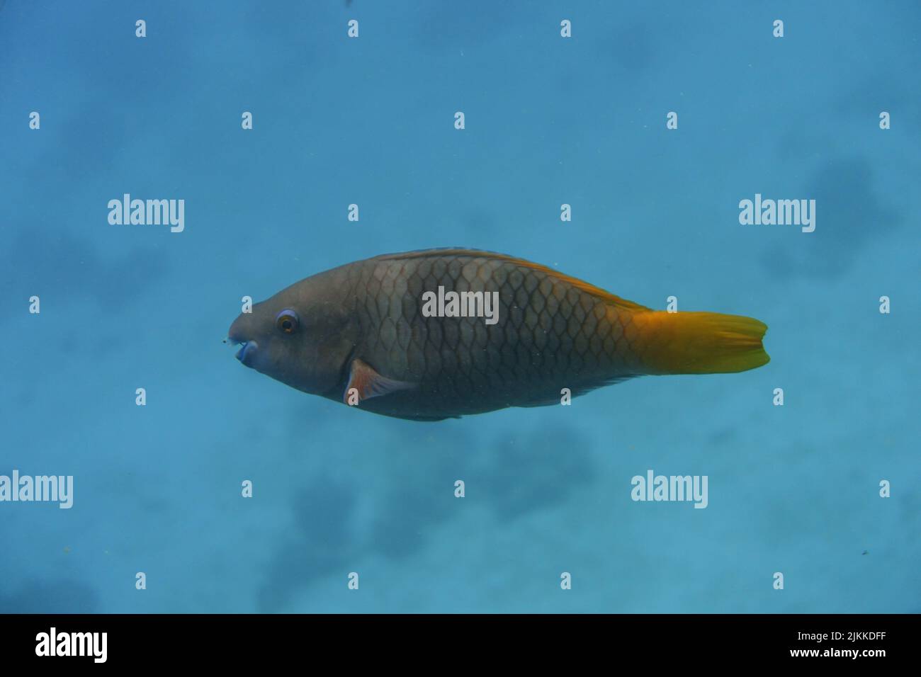 A parrot fish swimming in the water Stock Photo - Alamy