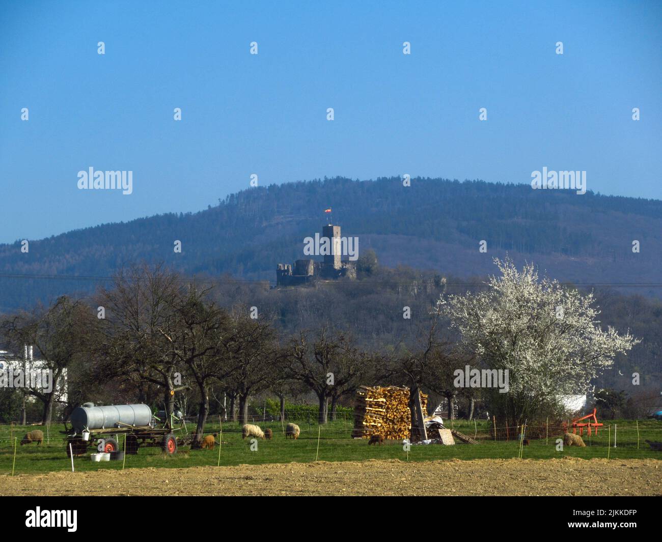 A rural scenery with sheep on a farm, an ancient castle in the ...