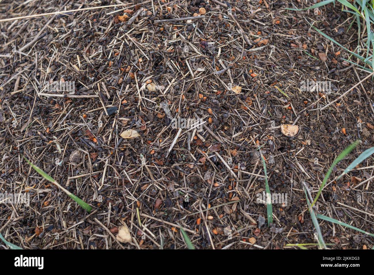 A many ants close-up. A huge army of ants is building an ant hill on ...