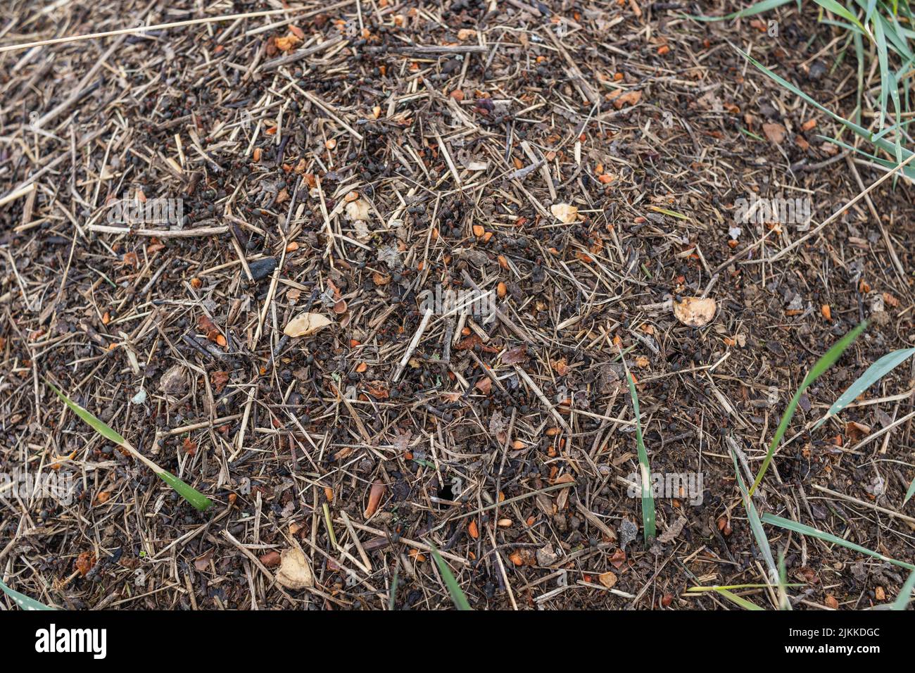 A closeup shot of soil with plants and small sticks in it Stock Photo ...