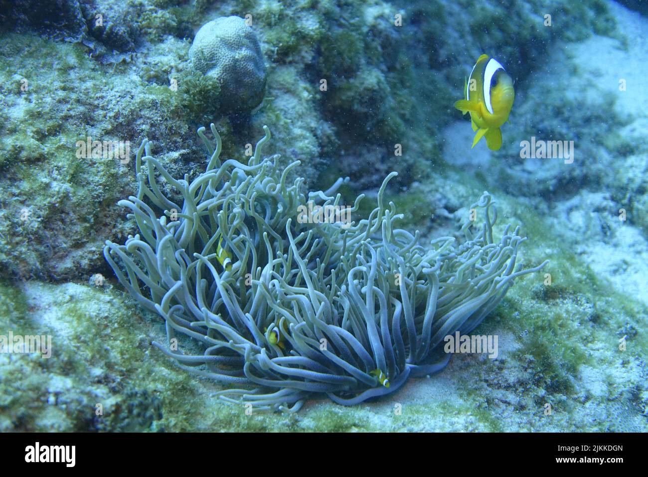 a top view shot of Condylactis gigantea and red sea clownfish in the ...