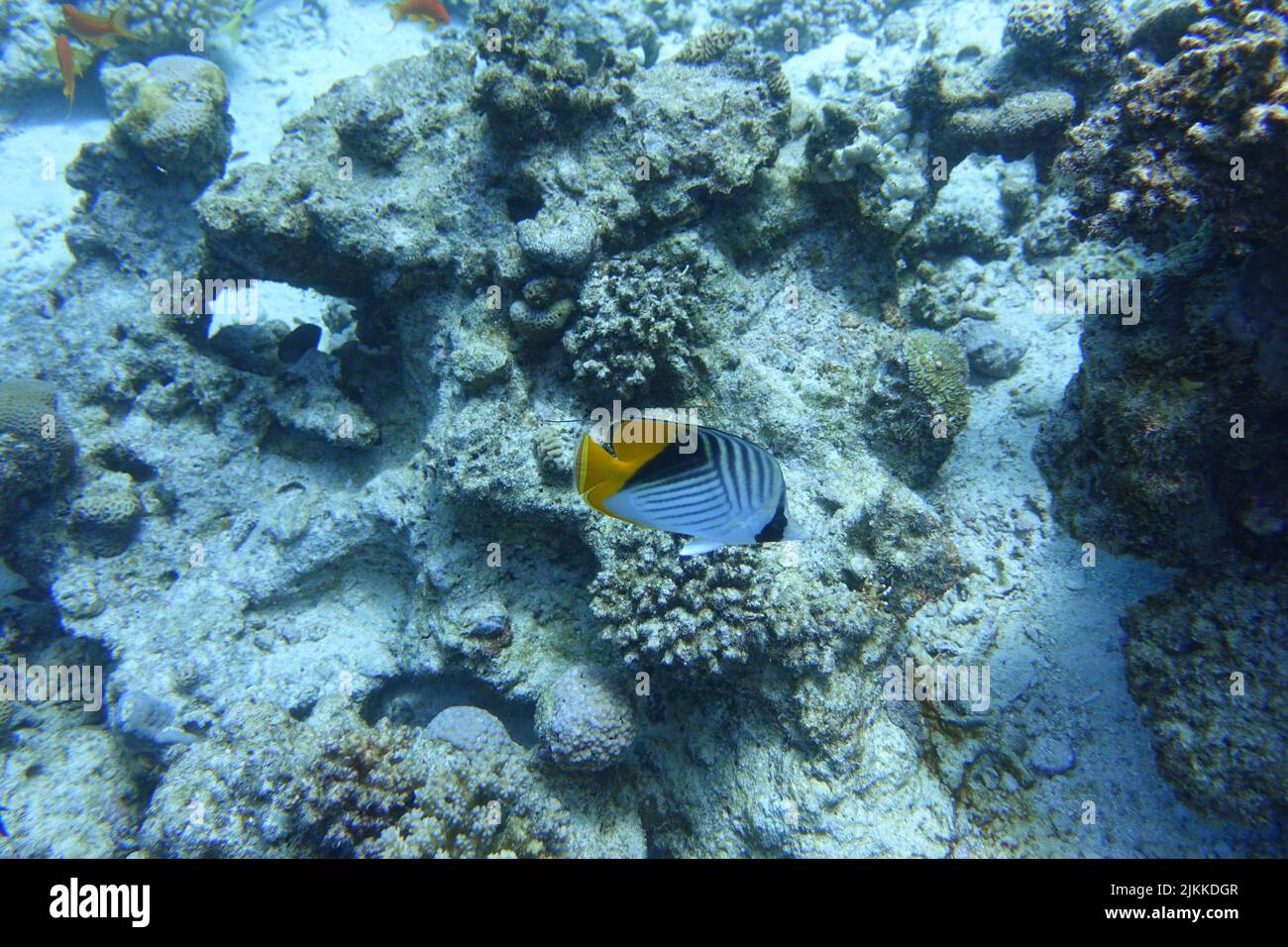 a top view shot of butterfly fish in the ocean Stock Photo - Alamy