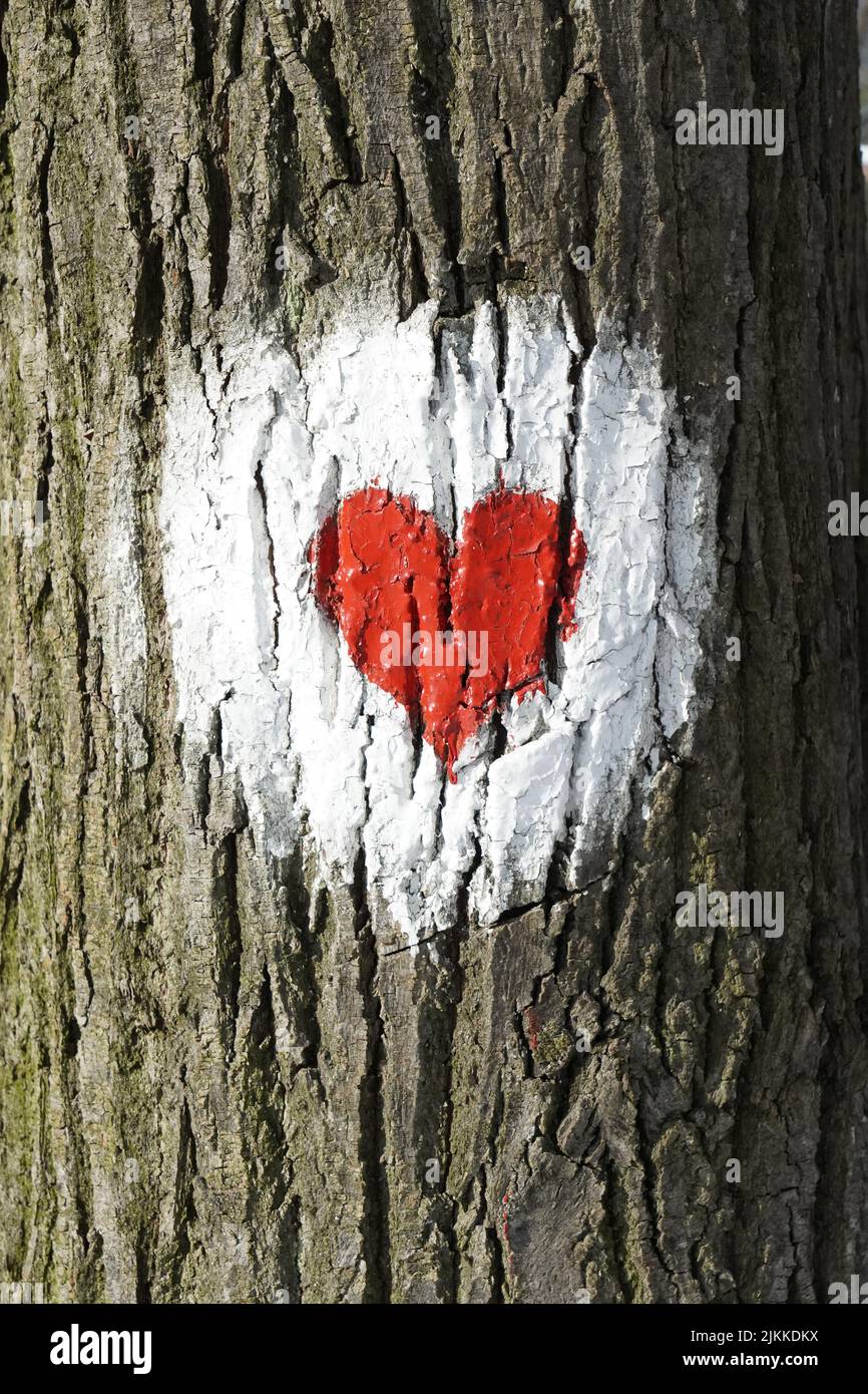 A vertical closeup of a red heart in a white circle painted on a tree ...
