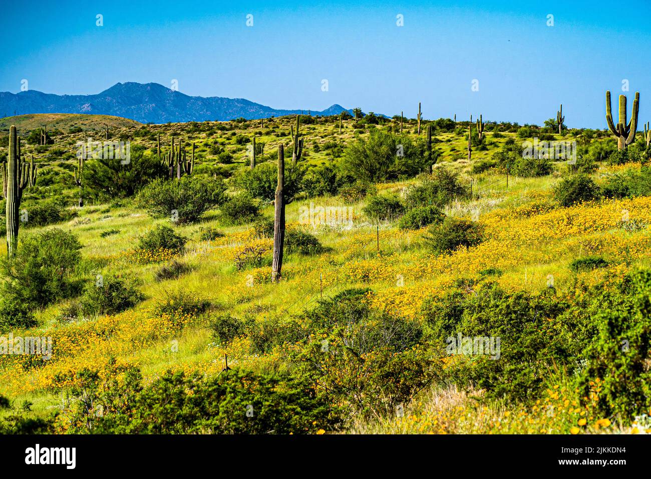 A view shows a hillside after a rainstorm in the Arizona desert with a ...