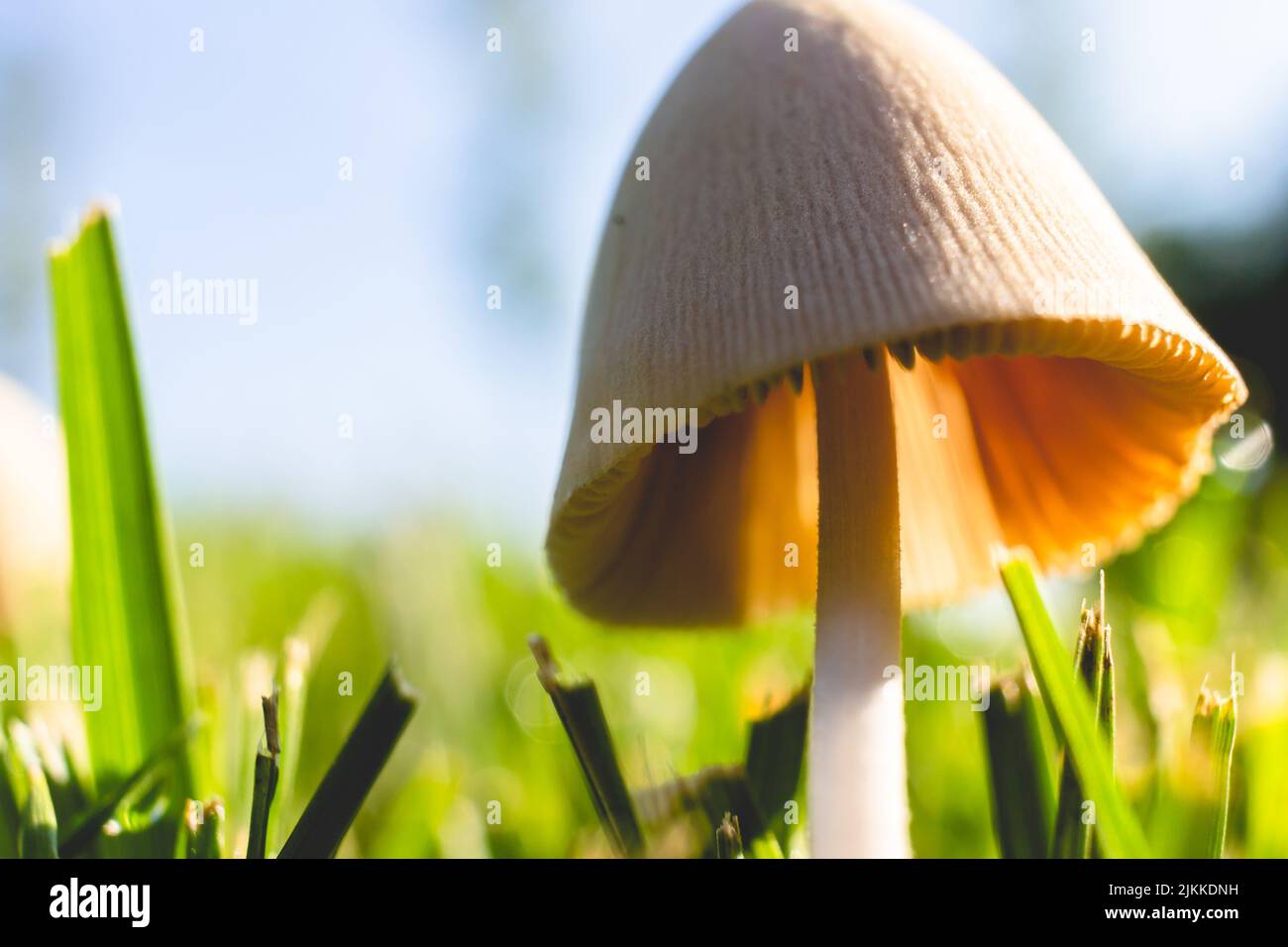 Death cap hi-res stock photography and images - Alamy