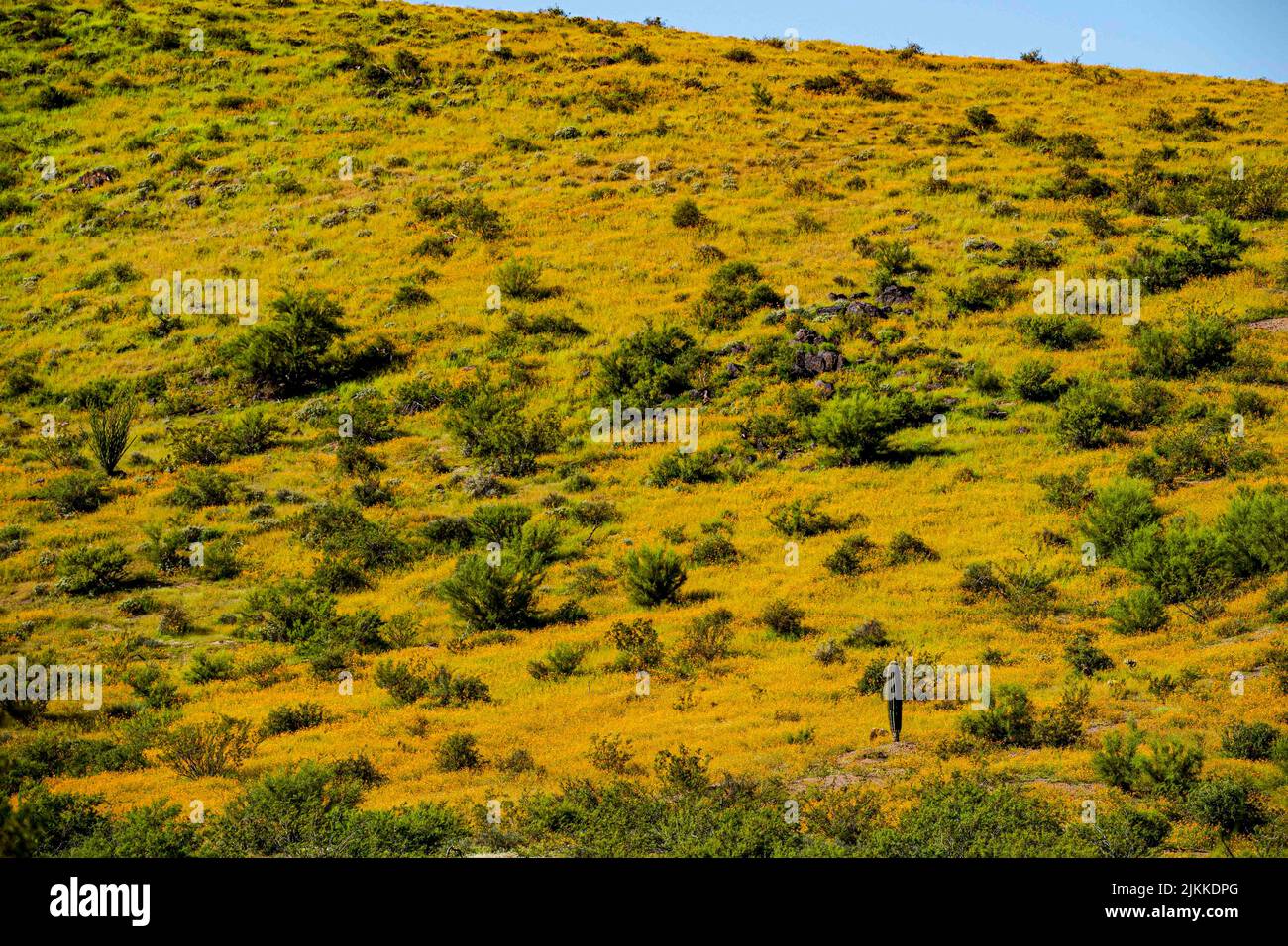 A view shows a hillside after a rainstorm in the Arizona desert with a ...