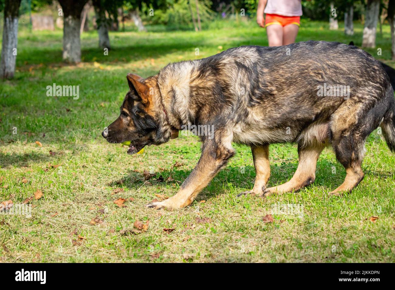 A German Shepherd dog playing with a ball in the garden Stock Photo - Alamy