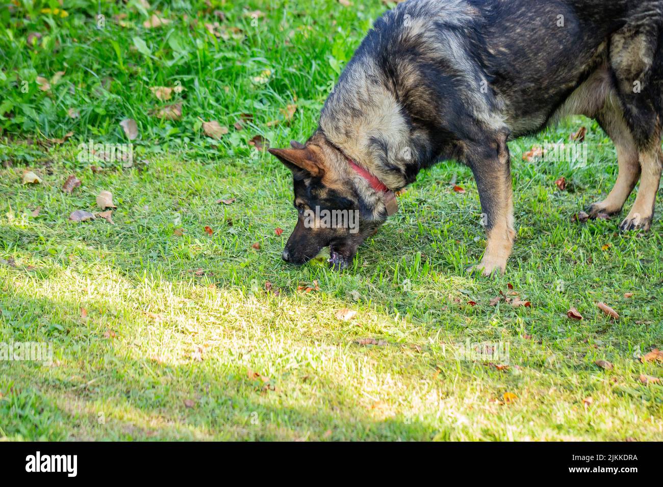 A German Shepherd dog playing with a ball in the garden Stock Photo - Alamy