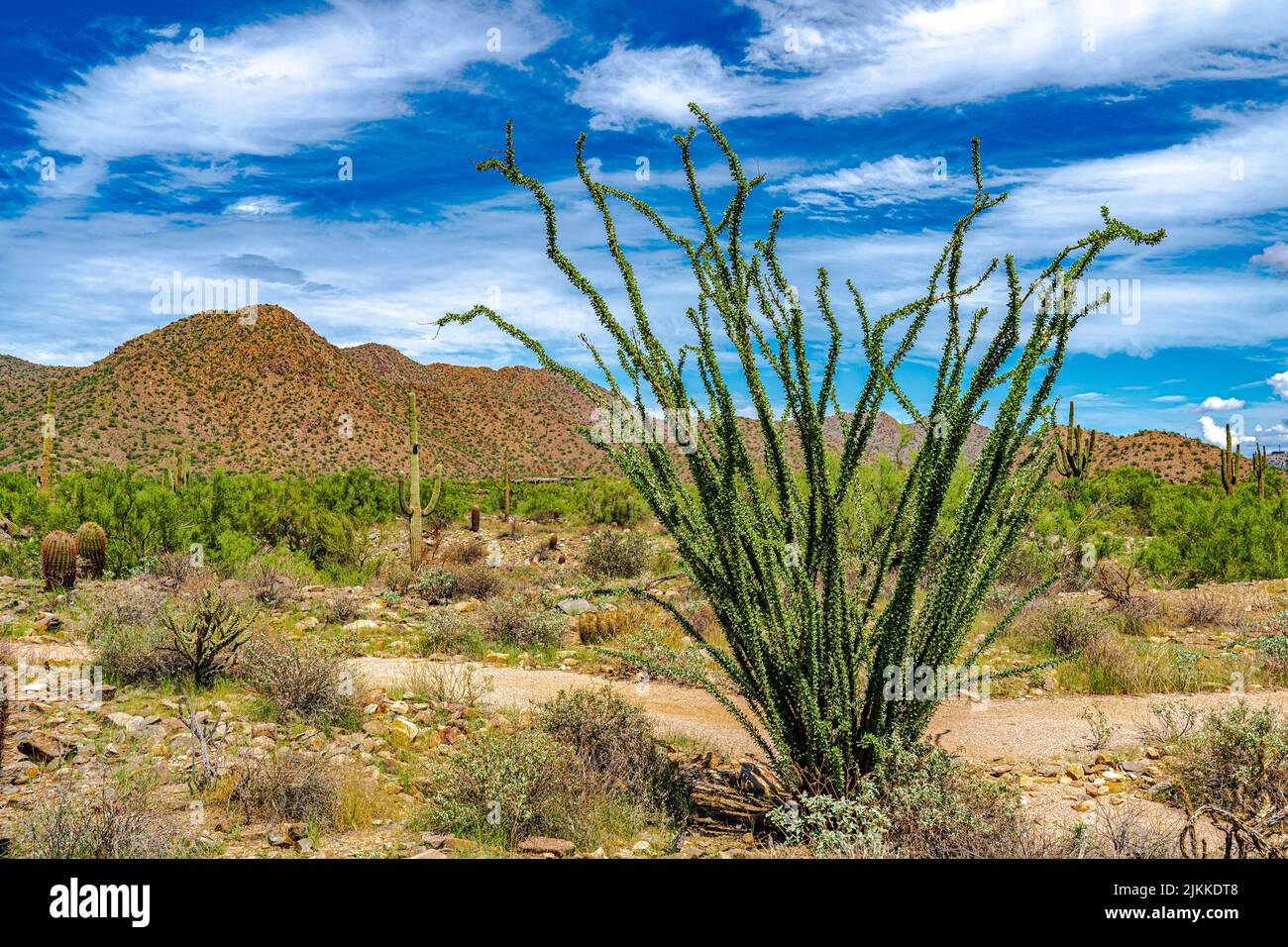An ocotillo puts on green l Stock Photo - Alamy