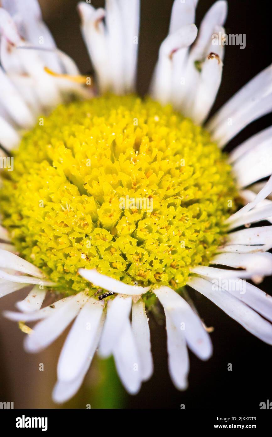 A vertical shot of a common daisy on the blurry background Stock Photo ...