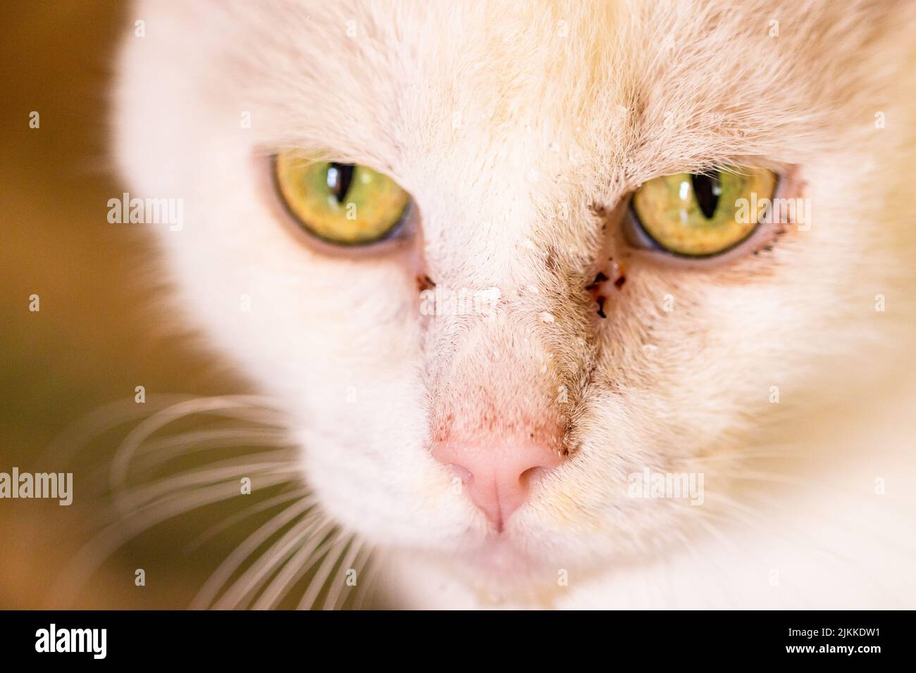 A beautiful white long-haired cat with a pink nose and big , yellow ...