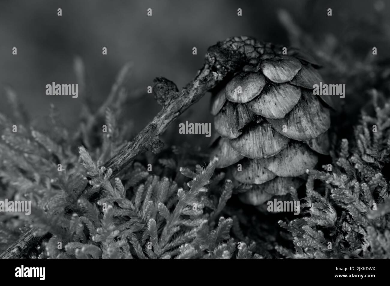 Greyscale forest hi-res stock photography and images - Alamy