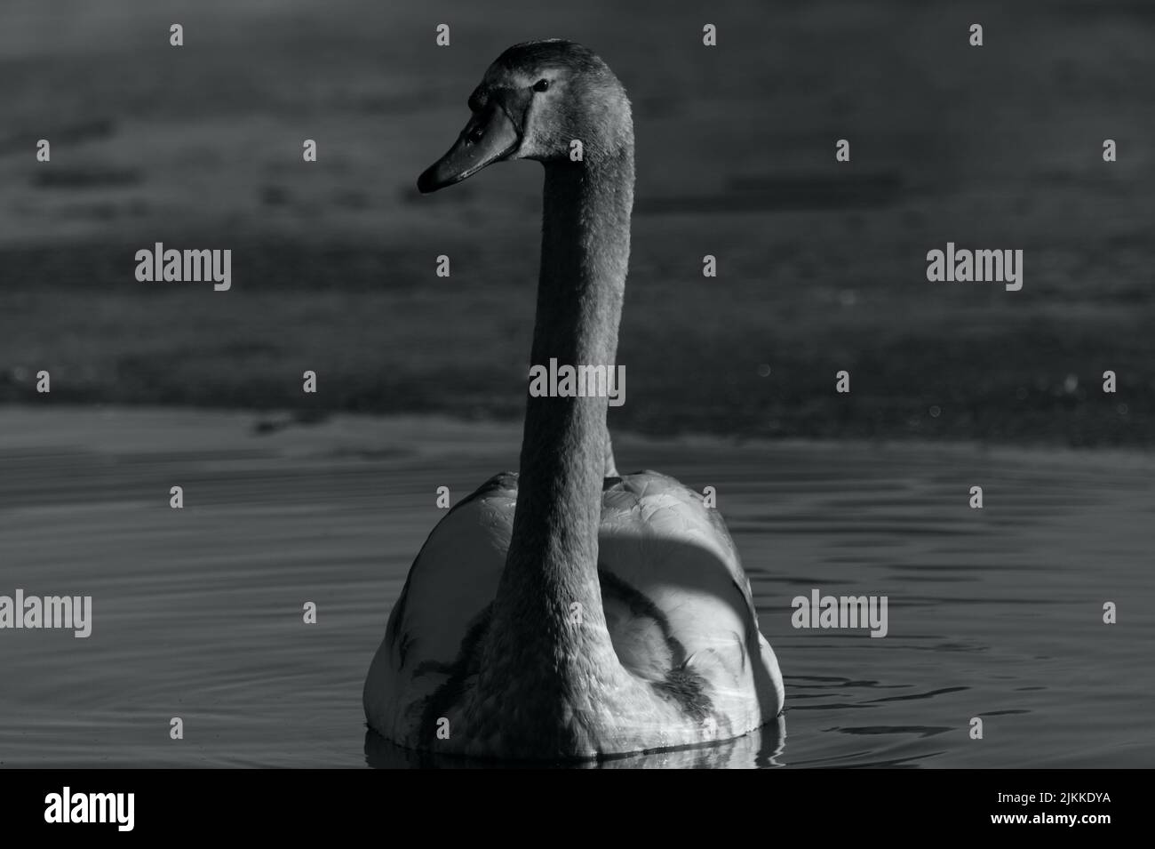 A greyscale portrait of a swan Stock Photo - Alamy