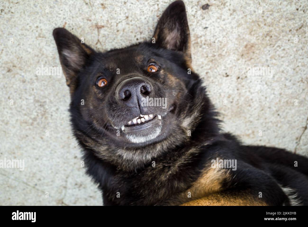 A black dog lying down posing for the camera Stock Photo - Alamy