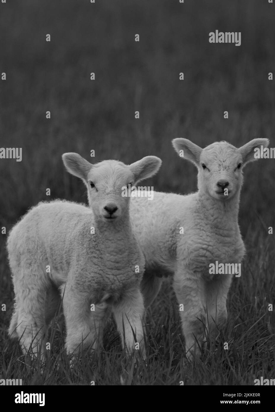 A vertical greyscale shot of two baby sheep Stock Photo - Alamy