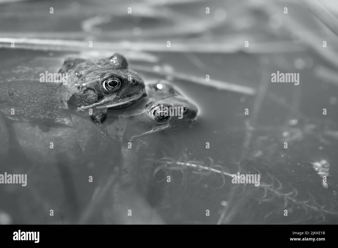 Grayscale hi-res stock photography and images - Alamy