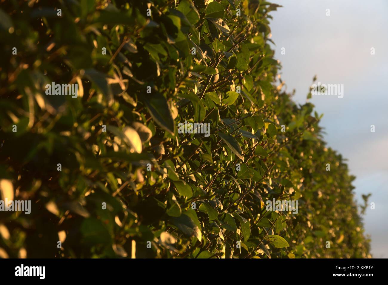 A low-angle shot of a bush with dense green leaves illuminated by ...