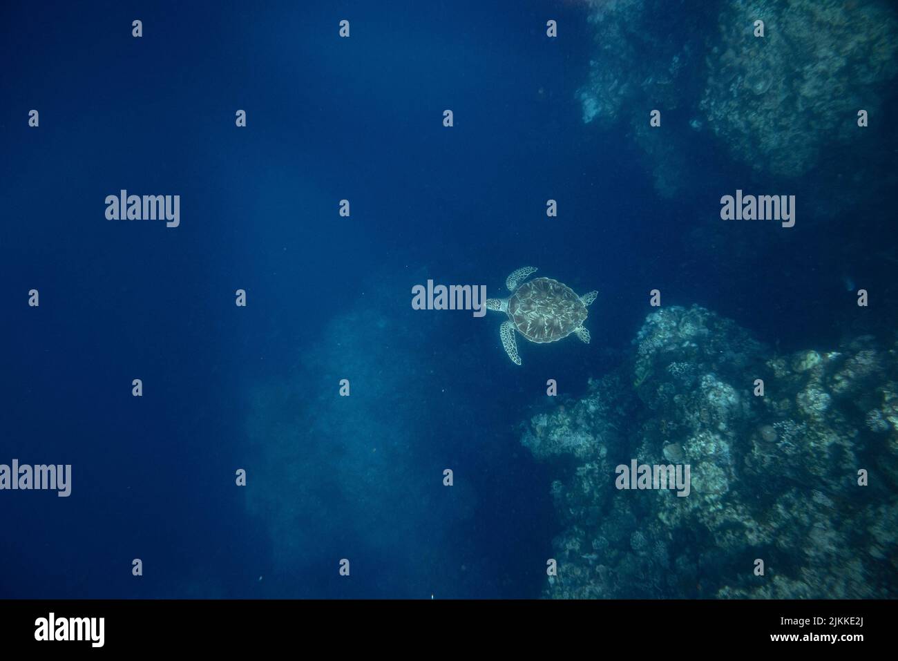 A scenic view of a turtle swimming in the blue waters of the seascape ...