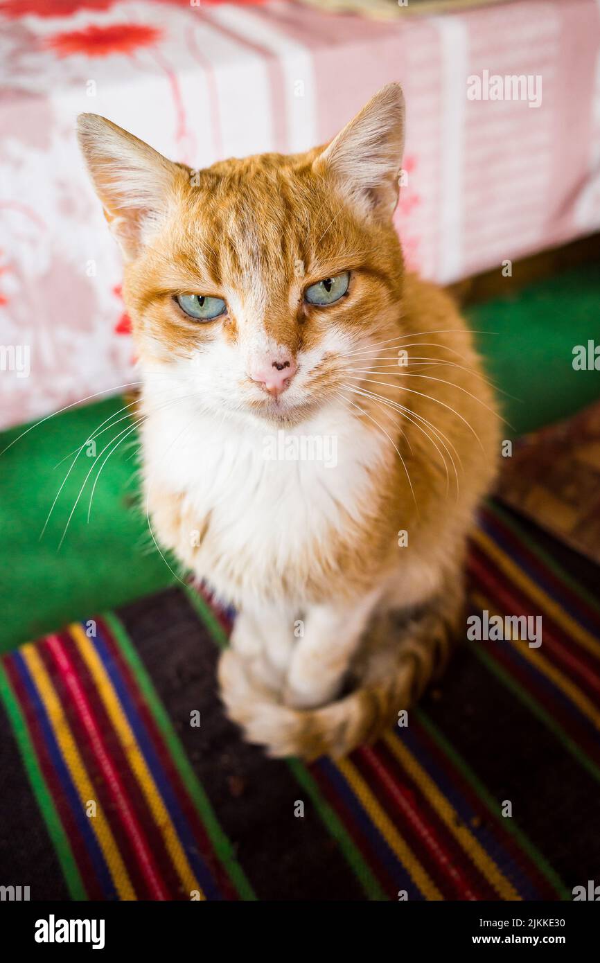 A vertical shot of domestic red-haired cat with green eyes poses in ...