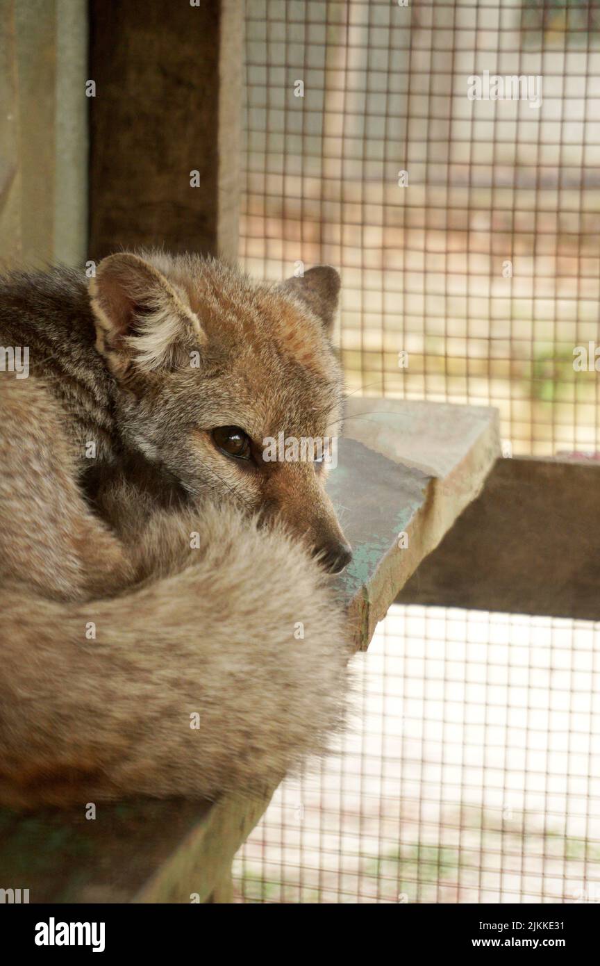 Jackal fence hi-res stock photography and images - Alamy