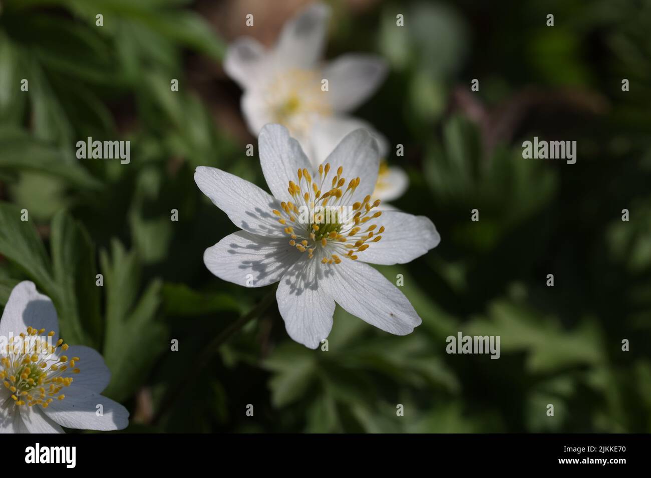 Anemone nemorosa is an early-spring flowering plant in the genus ...