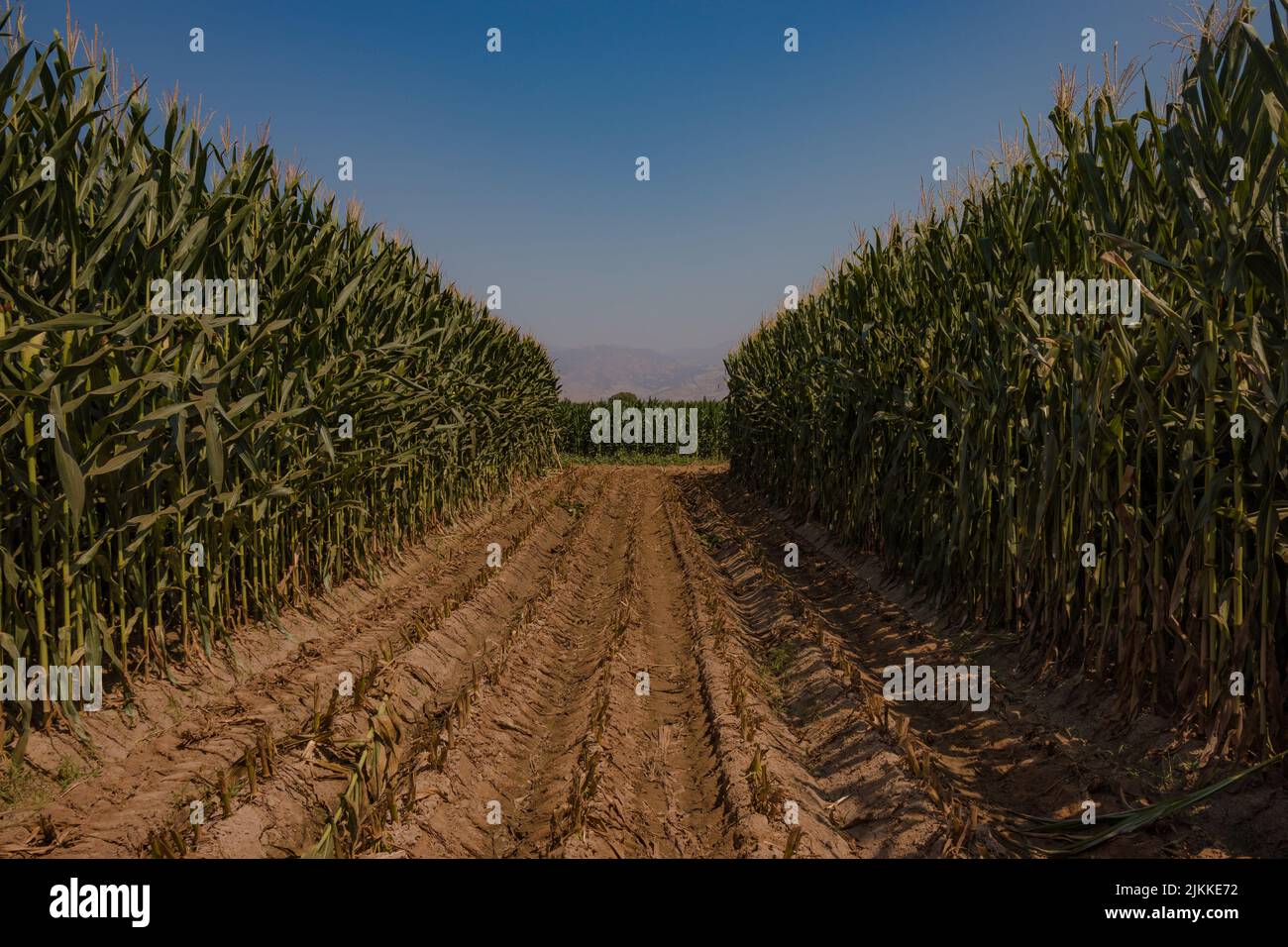 A pathway surrounded by crops and plantations on a farm Stock Photo - Alamy