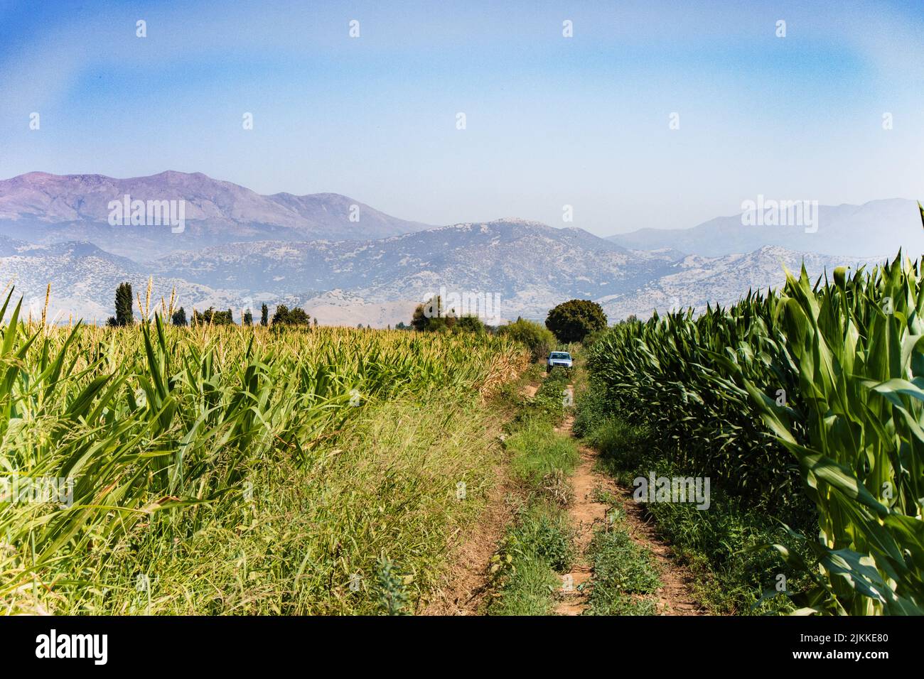 A pathway surrounded by crops and plantations on a farm Stock Photo - Alamy
