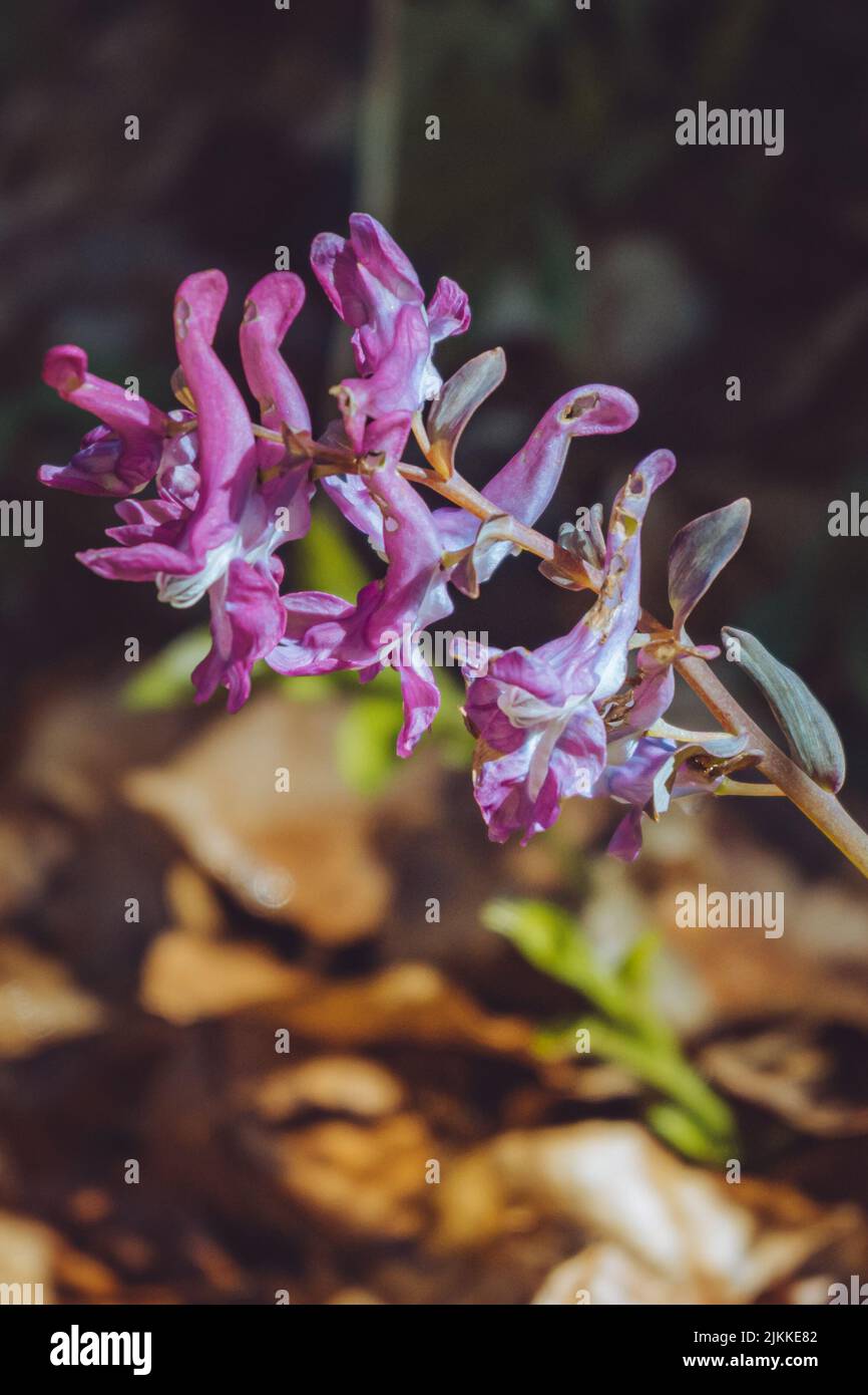 Corydalis flower hi-res stock photography and images - Alamy