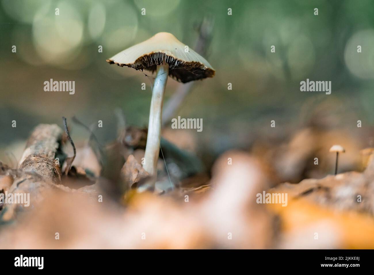 Mushroom bloom hi-res stock photography and images - Alamy